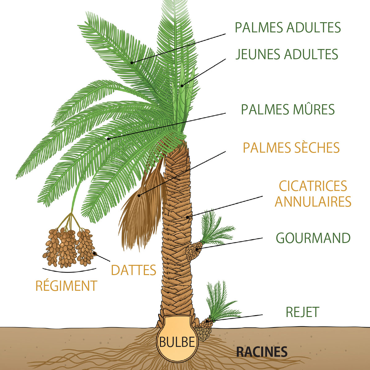 Le palmier-dattier BDouin Mag